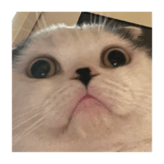 Maji is a cat. – LINE stickers | LINE STORE