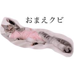 ことぅめ2 - LINE スタンプ | LINE STORE