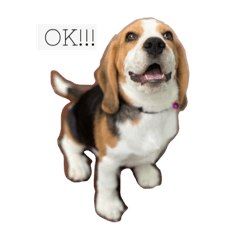 The Dumb Family – LINE stickers | LINE STORE