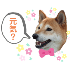 Hachi #2 - LINE スタンプ | LINE STORE