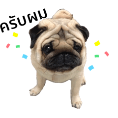 Happy Pug Family of Kuma – LINE stickers | LINE STORE