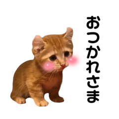 moca_20210618002153 – LINE stickers | LINE STORE