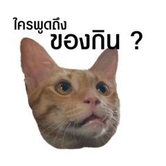 Goose numb cat - Stiker LINE | LINE STORE