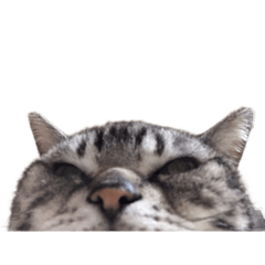 shioko_20210626163618 - Stiker LINE | LINE STORE