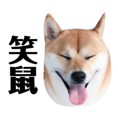 Shiba_beer – LINE stickers | LINE STORE