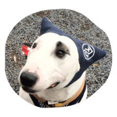 bar-and-laugh – Stickers LINE | LINE STORE