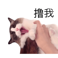 Uli the ragdoll – LINE stickers | LINE STORE