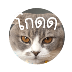 The kenzo kat_20210705191247 – LINE stickers | LINE STORE