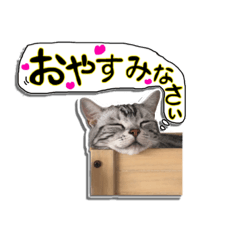 this is cat momo - Stiker LINE | LINE STORE