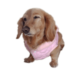 Mocha chan cute dog stamps - Stiker LINE | LINE STORE