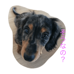 my DOG,CHIROL – LINE 스티커 | LINE STORE