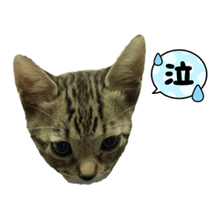 Mikey_20210711125620 – LINE stickers | LINE STORE