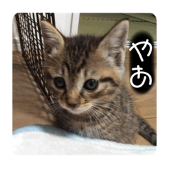 mochanekoclub - Stiker LINE | LINE STORE