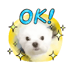 Hardy Maltese – LINE stickers | LINE STORE
