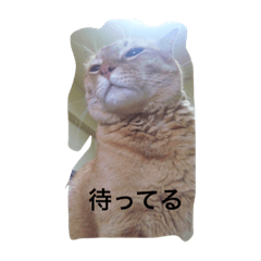 cat(chibi) – LINE stickers | LINE STORE