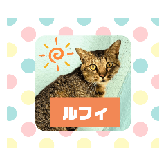 【スタンプ無料GET!】 ルフィが歩けるようになる支援スタンプR&G｜ Stampick! （スタンピック）
