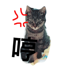 teemo – LINE stickers | LINE STORE