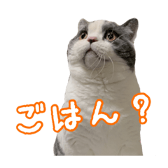 Miyu_20210801152222 – LINE stickers | LINE STORE