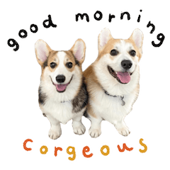 Latte & Oreo the Corgeous Corgis – LINE stickers | LINE STORE