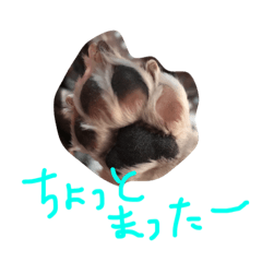dog shion – LINE stickers | LINE STORE