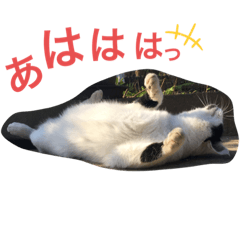 Grumpy cat stamp - Stiker LINE | LINE STORE