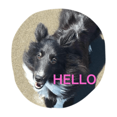 ANGIE stamp - Stiker LINE | LINE STORE