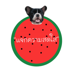 "Yoohoo" dog – LINE stickers | LINE STORE