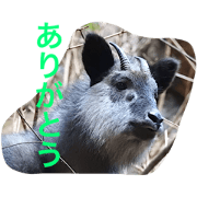 Japanese animal sticker • Rumors City