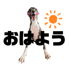 His name is Sam – LINE stickers | LINE STORE