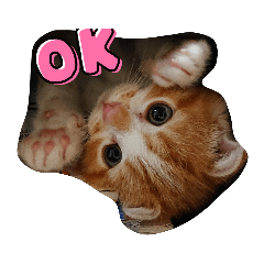 cat kibo – LINE stickers | LINE STORE