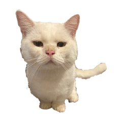 Stee_20210822204123 – LINE stickers | LINE STORE