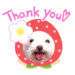 Maltese PP – LINE stickers | LINE STORE