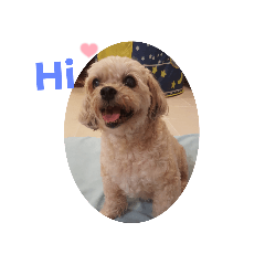 Hong Hong_20210828083813 – LINE stickers | LINE STORE