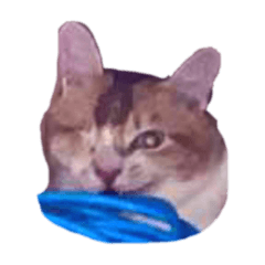 Crazy Cat 01 – LINE stickers | LINE STORE