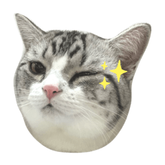 DD the cat – LINE stickers | LINE STORE