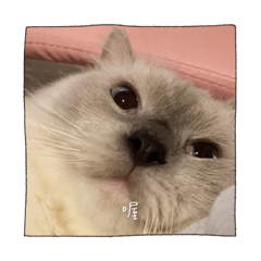 COOL CAT MAOMAO – LINE stickers | LINE STORE