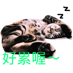 my cat MOMO very cute - LINE スタンプ | LINE STORE