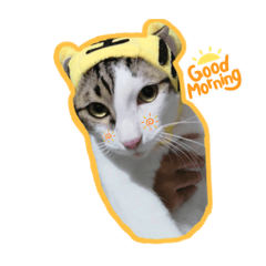 Cat.Ck – LINE stickers | LINE STORE
