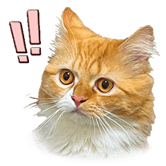 feather & balbal 1st - LINE スタンプ | LINE STORE