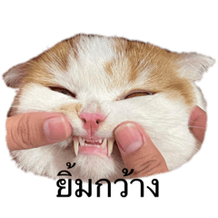 Ai Cat Ngo – LINE stickers | LINE STORE