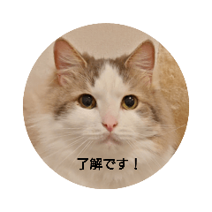 Rumii_20210920103603 - Stiker LINE | LINE STORE