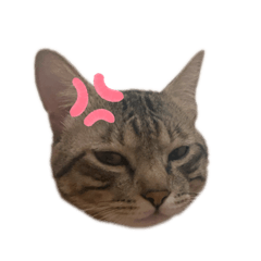 Jiang Xie Duo Pi - LINE スタンプ | LINE STORE