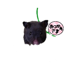 ハムスター(クロクマ) - LINE スタンプ | LINE STORE