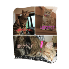 Mako cat - Stiker LINE | LINE STORE