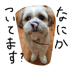 Daily life of Moppy – LINE stickers | LINE STORE