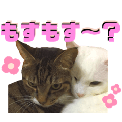 cute.cats_ – LINE stickers | LINE STORE