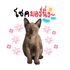 Mee chok the meow v.2 – LINE stickers | LINE STORE