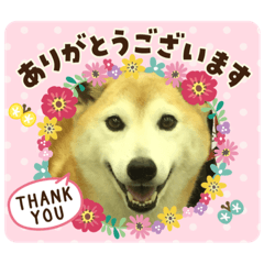 柴coco - LINE スタンプ | LINE STORE