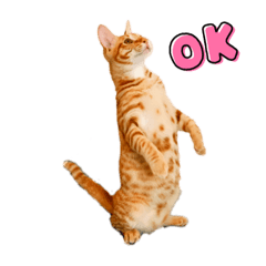 BOLO_20211014061307 – LINE stickers | LINE STORE