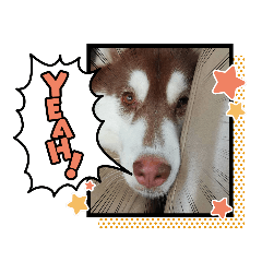 PIPO 1 – LINE stickers | LINE STORE